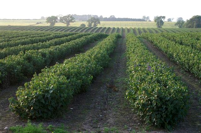 Gooseberry - Berries for Africa